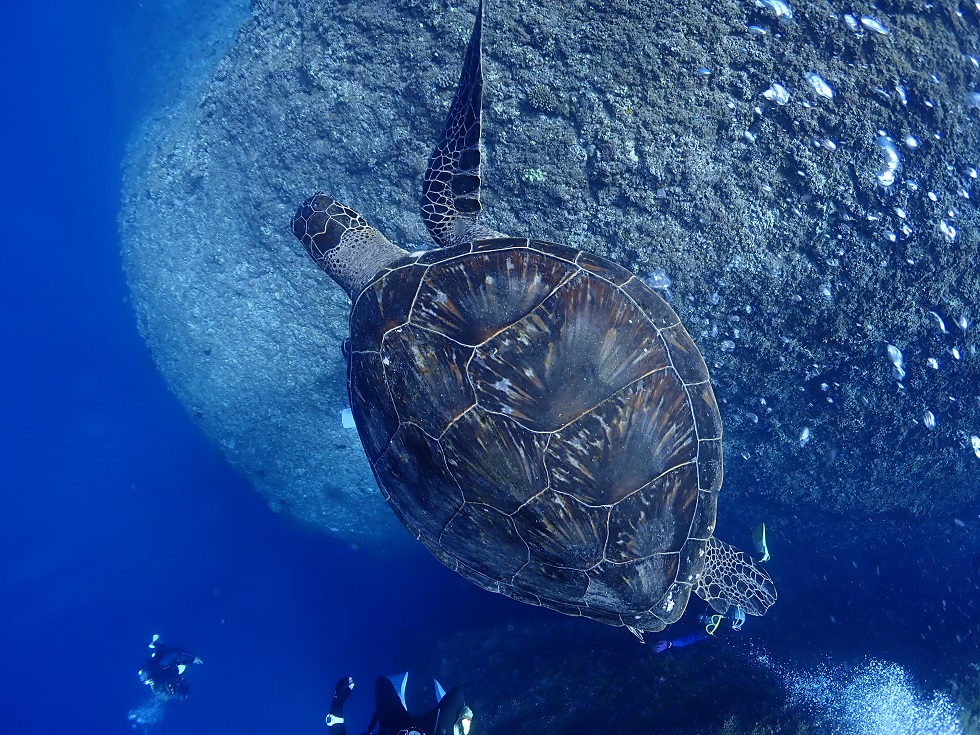今日は楽しいひなまつり｜ダイビングはカラカラ宮古島